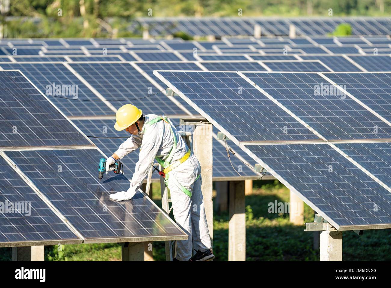 In village greenery tree maintenance engineer as team carry ladder ...