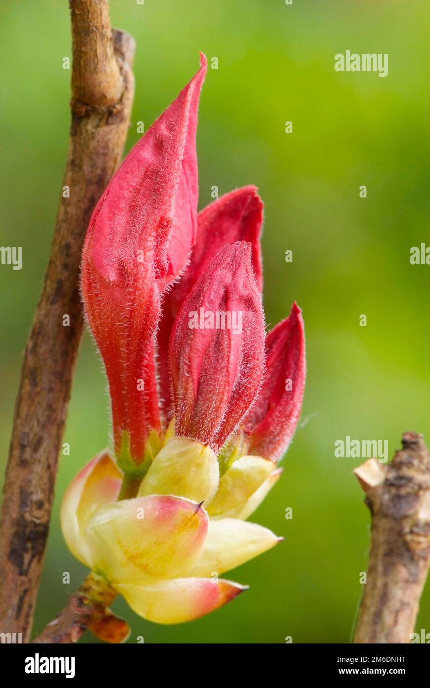 Close up red flowering rhododendron Stock Photo - Alamy