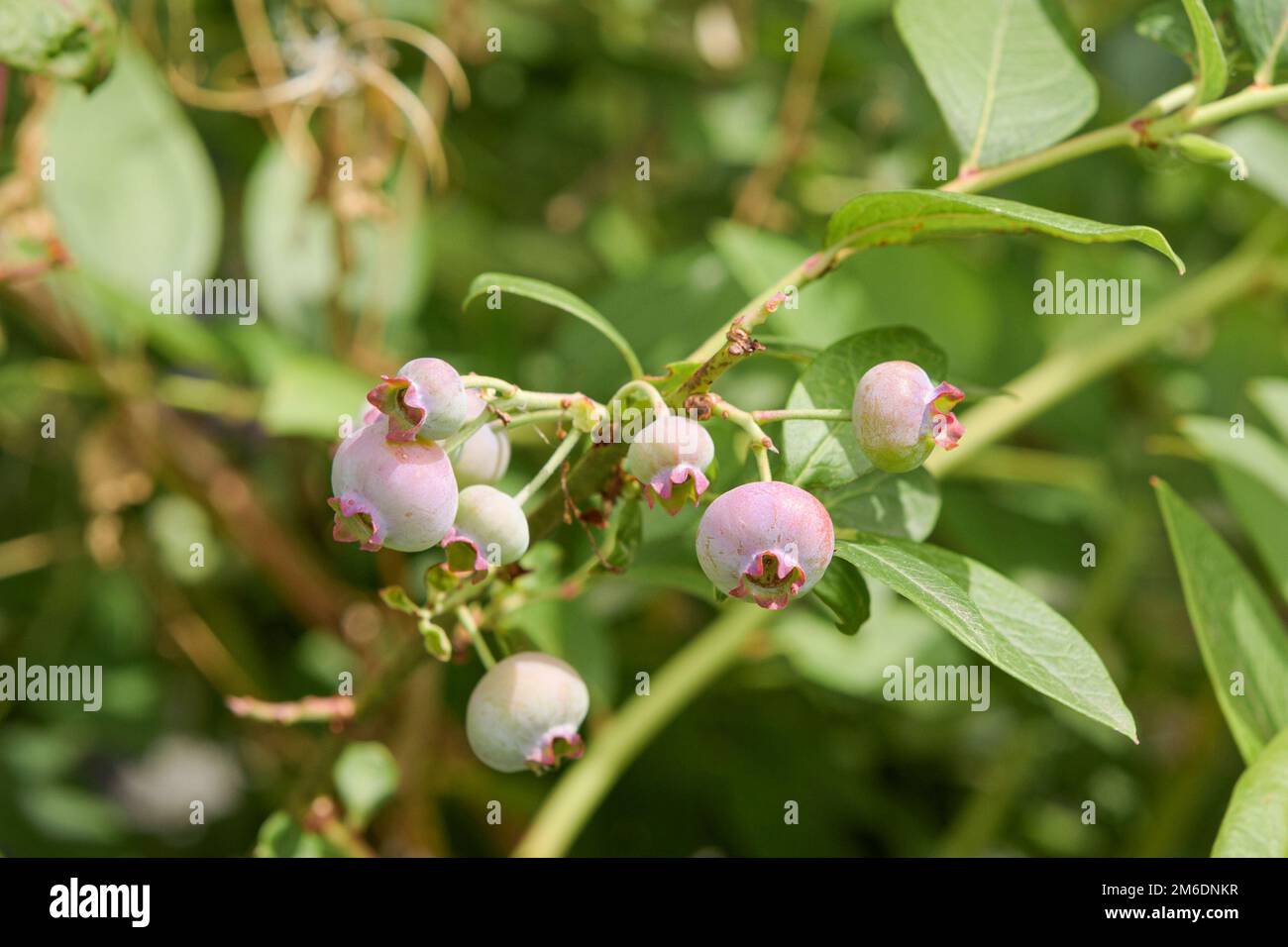 Fresh blueberries growing on branch hi-res stock photography and images ...