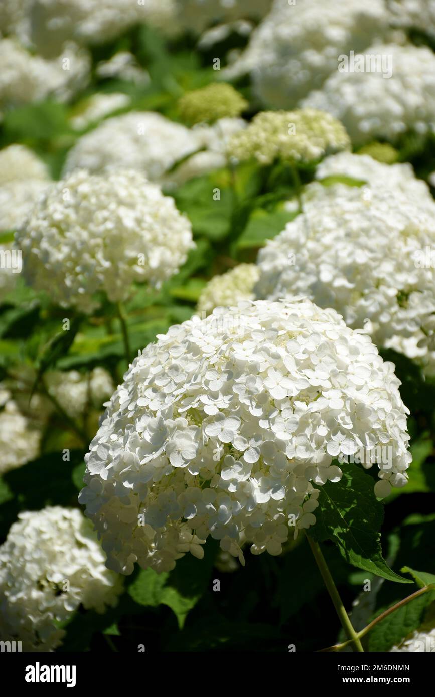 Colourfull hortensia (hydragea) flowers in full bloom, delicate petals ...