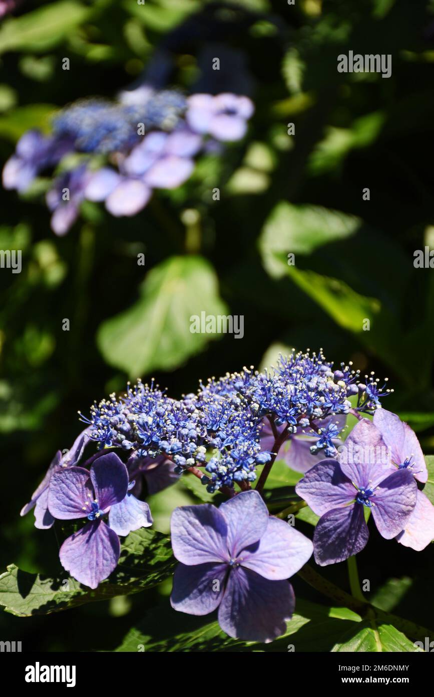 Colourfull hortensia (hydragea) flowers in full bloom, delicate petals ...