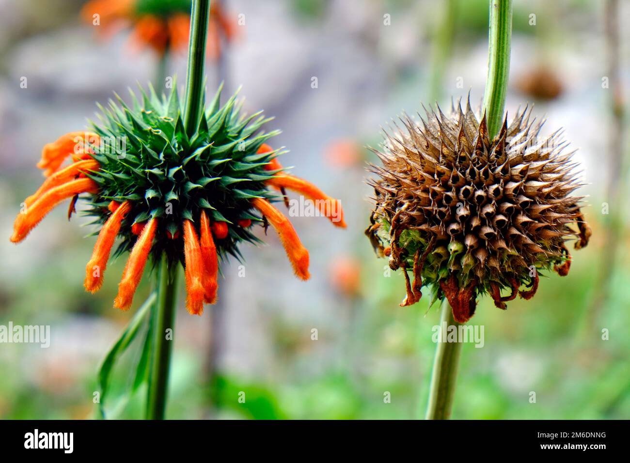 Lion's ear, Leonotis Stock Photo - Alamy