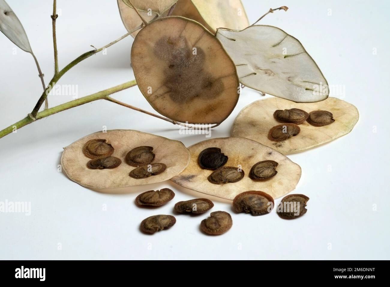Seed pods honesty hi-res stock photography and images - Alamy