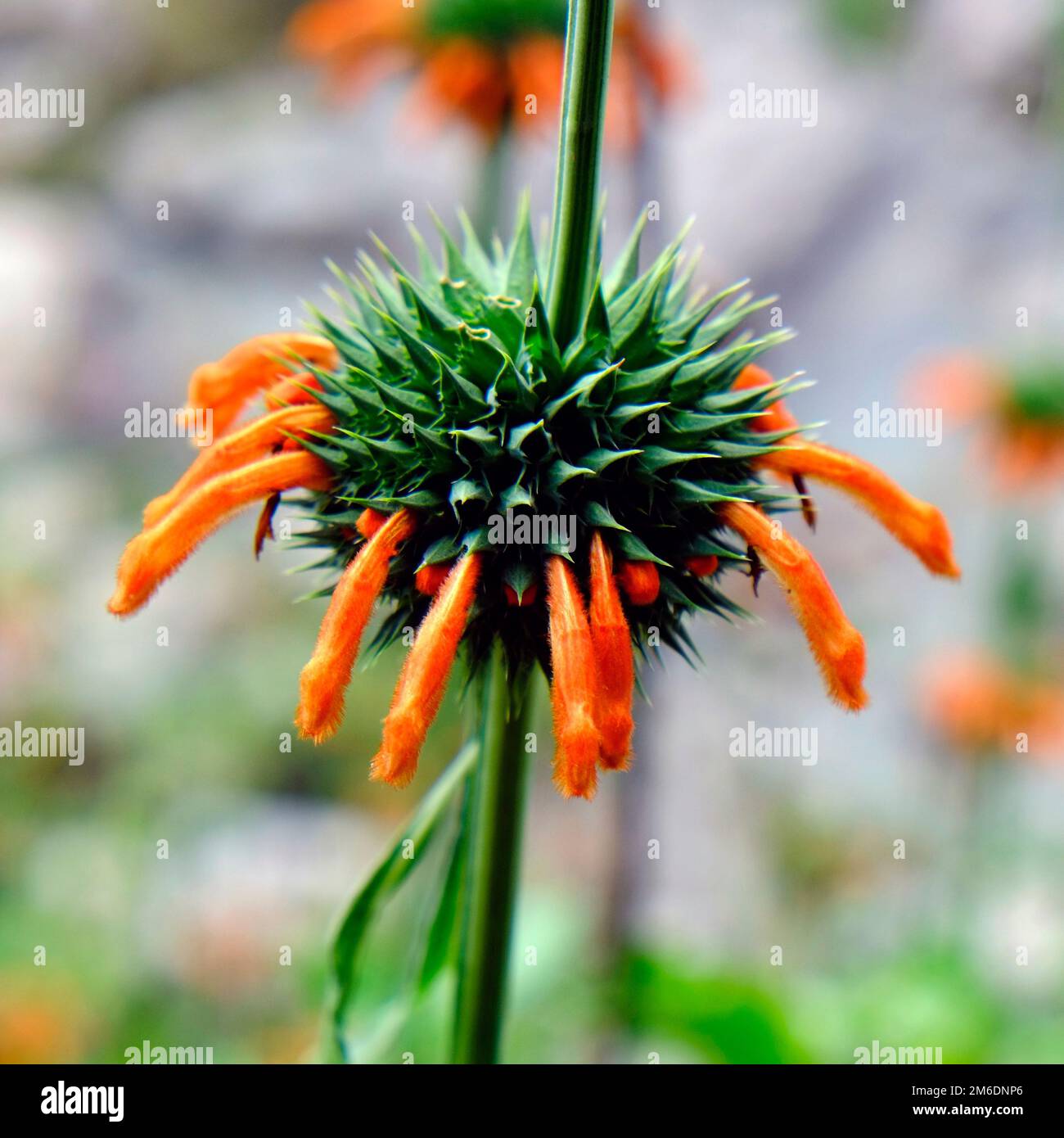 Lion's ear, Leonotis Stock Photo - Alamy