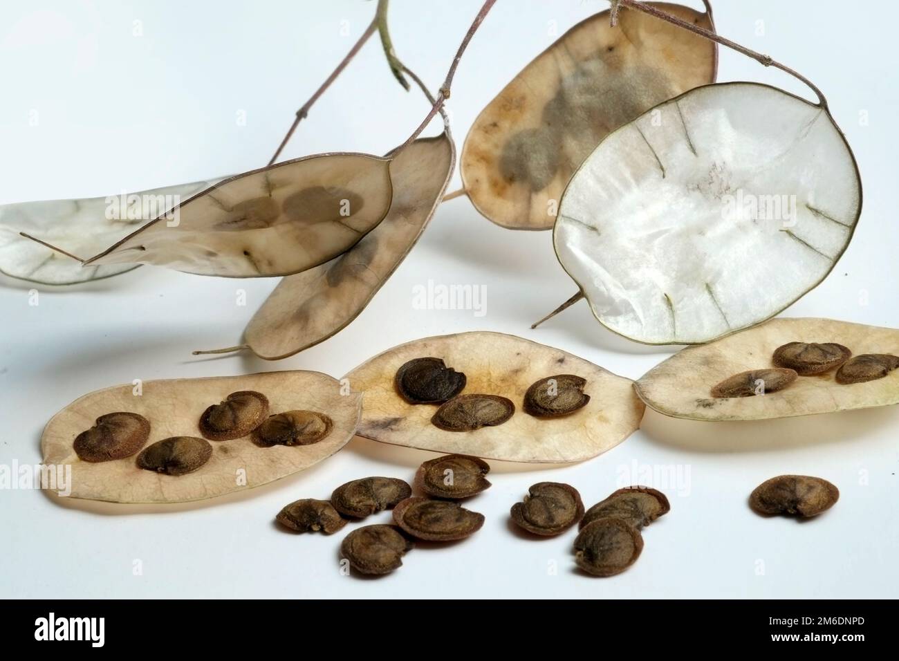 Guide To Identifying Seed Pods