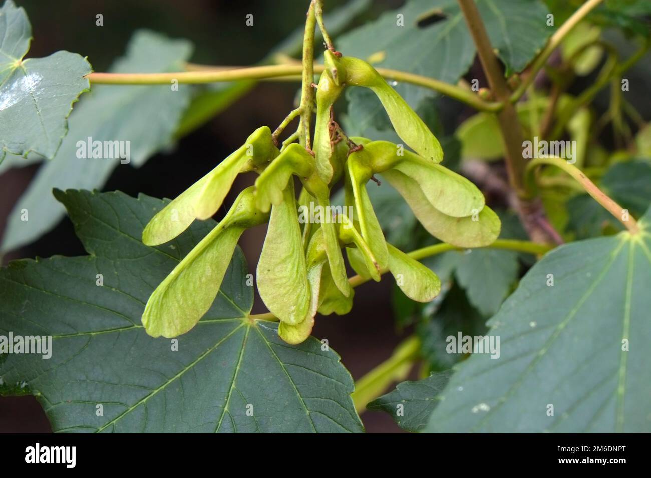 Maple, maple seeds Stock Photo - Alamy