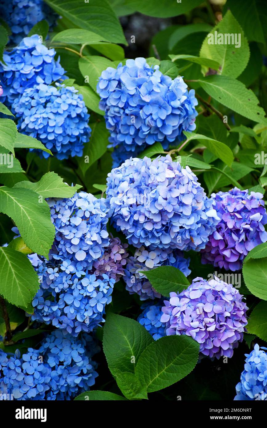 Colourfull hortensia (hydragea) flowers in full bloom, delicate petals ...