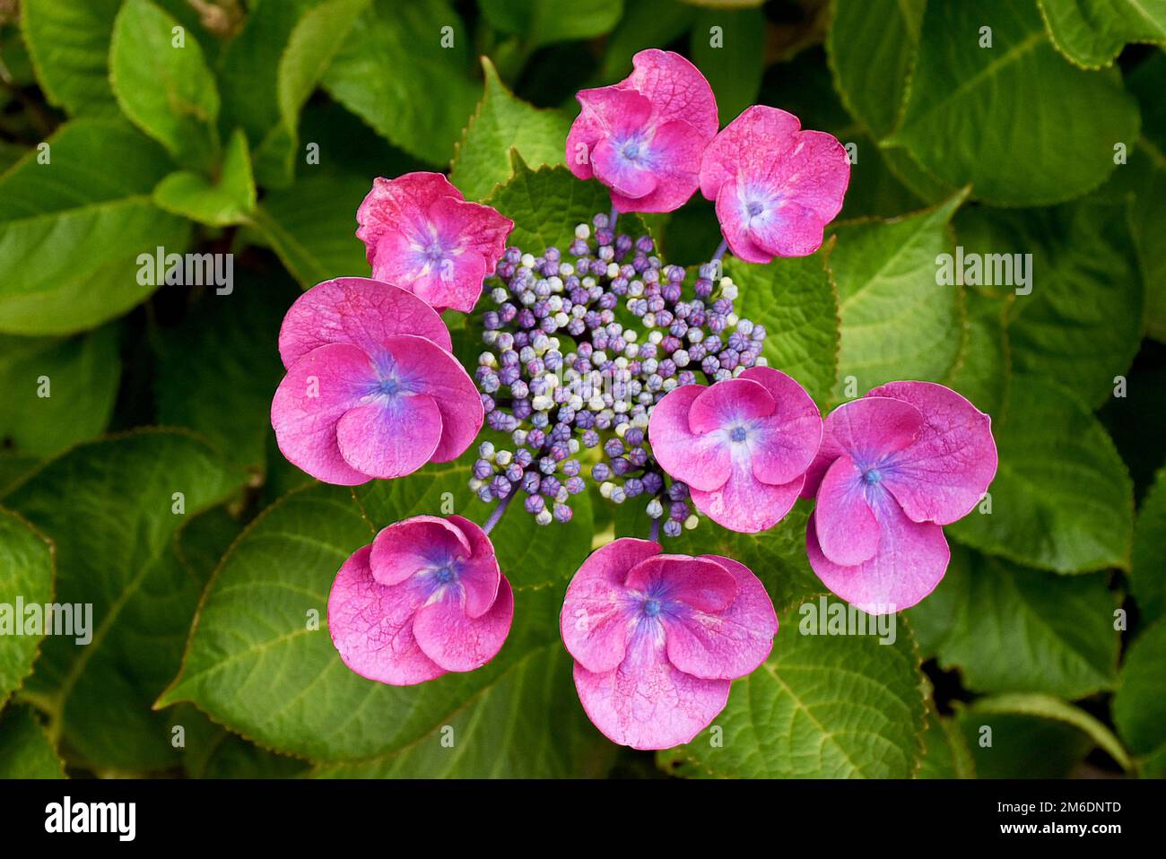 Colourfull hortensia (hydragea) flowers in full bloom, delicate petals ...