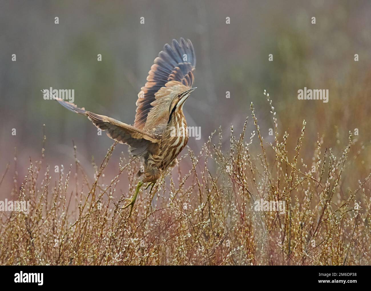 An American bittern bird taking off from a grass field with blur ...