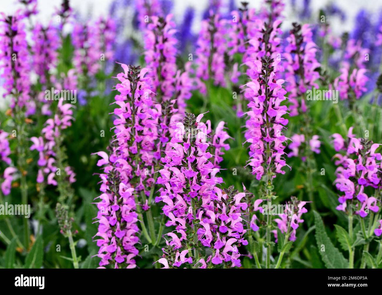A selective shot of the salvia perennial pink flowers in the garden ...