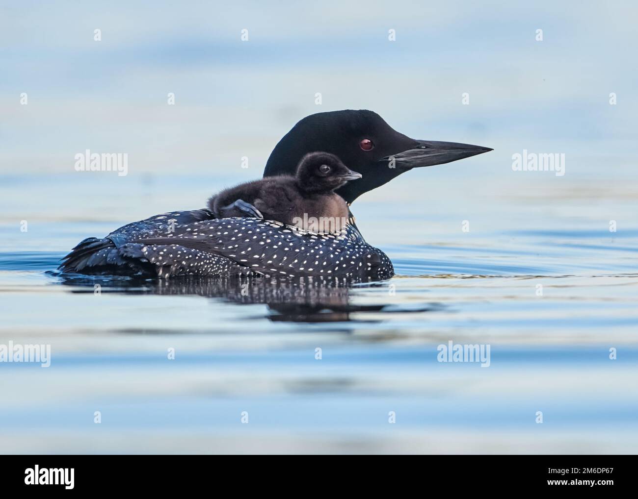 A common loon swimming with her loonlet on her back in tranquil water ...