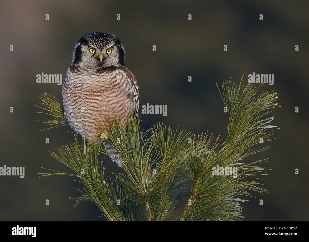 A shallow focus shot of a northern hawk owl perching on a pine tree ...
