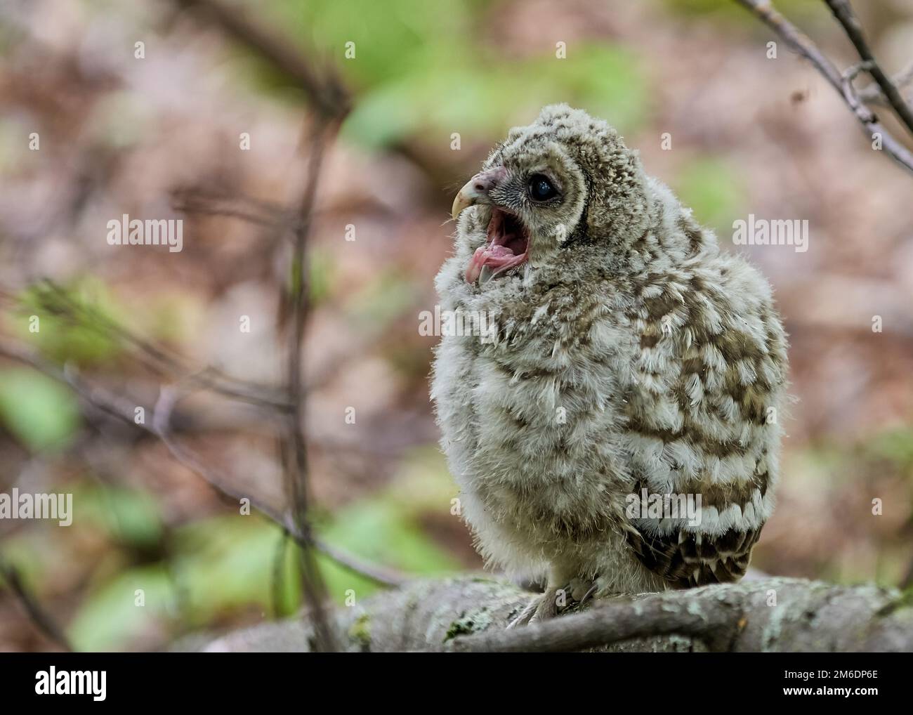 Barred owl beak open hi-res stock photography and images - Alamy
