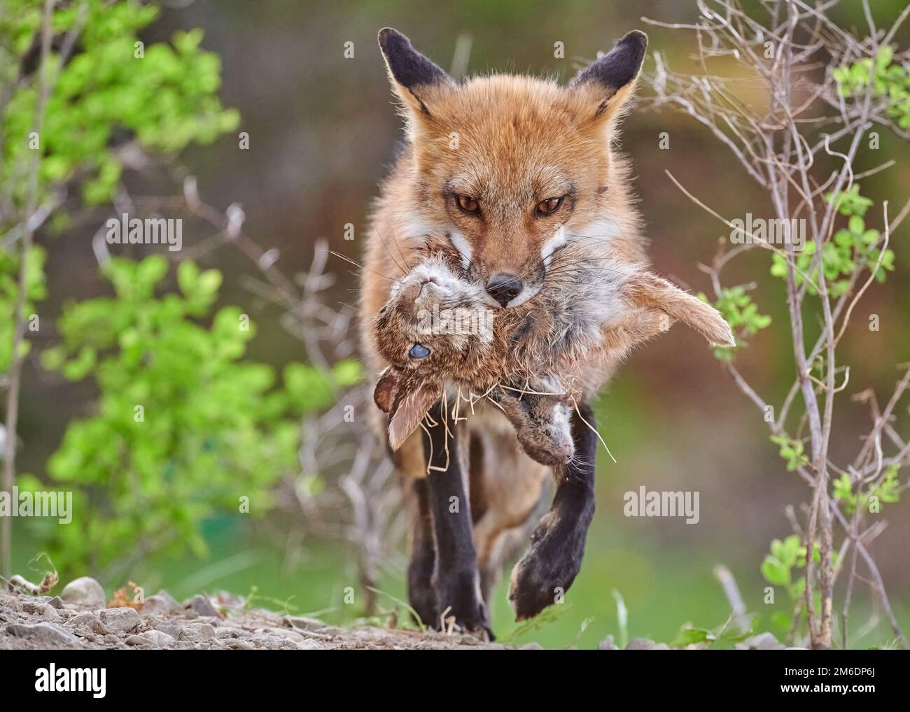 A red fox walking in the woods carrying a rabbit prey in its mouth with ...
