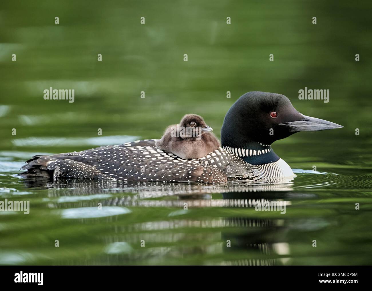 A shallow focus shot of a common loon swimming with her loonlet on her ...