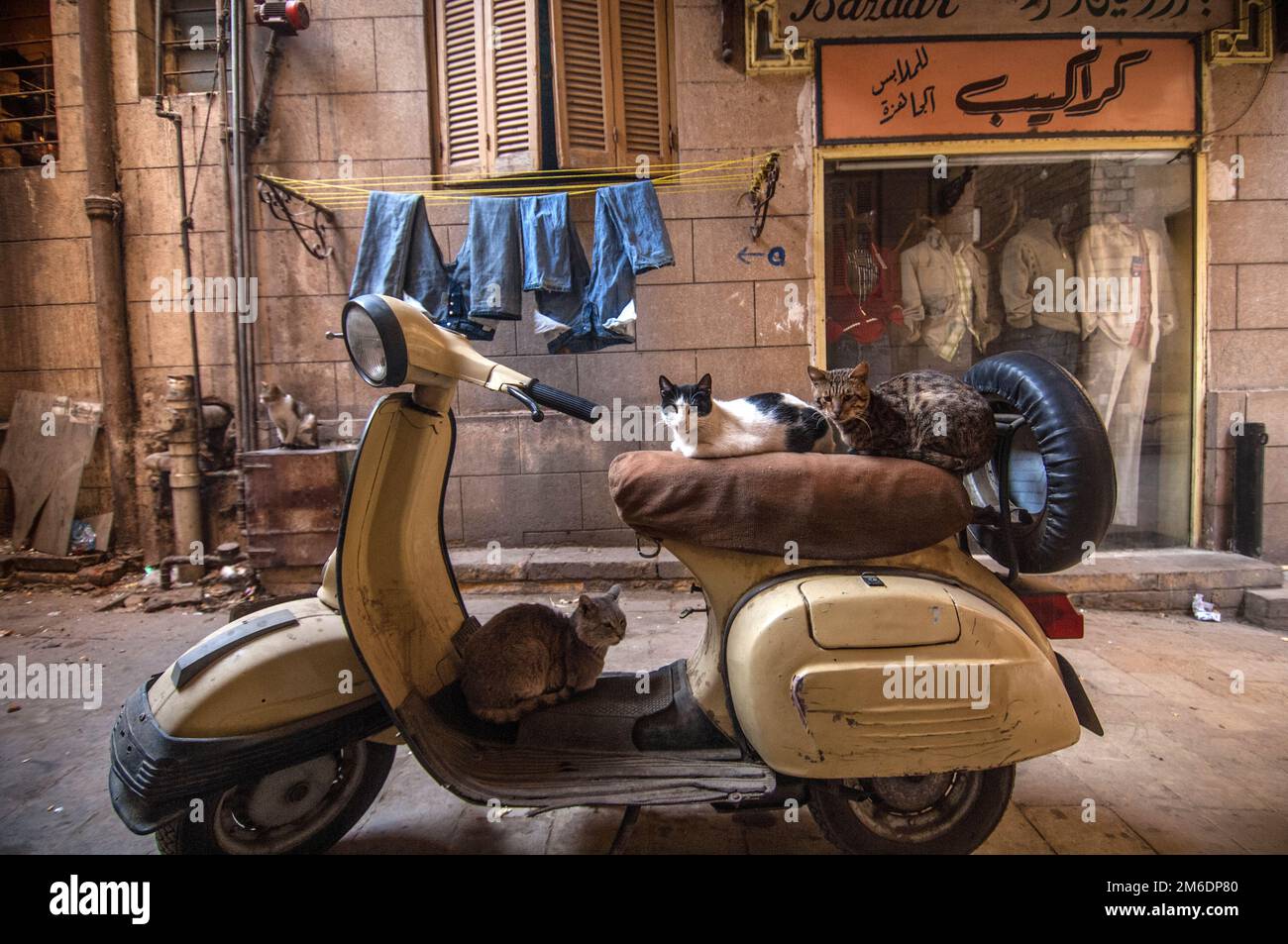 Middle east cats hi-res stock photography and images - Alamy