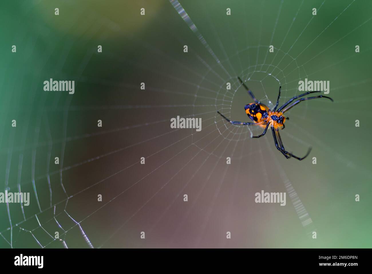 A dangerous looking red and black spider on a web Stock Photo - Alamy