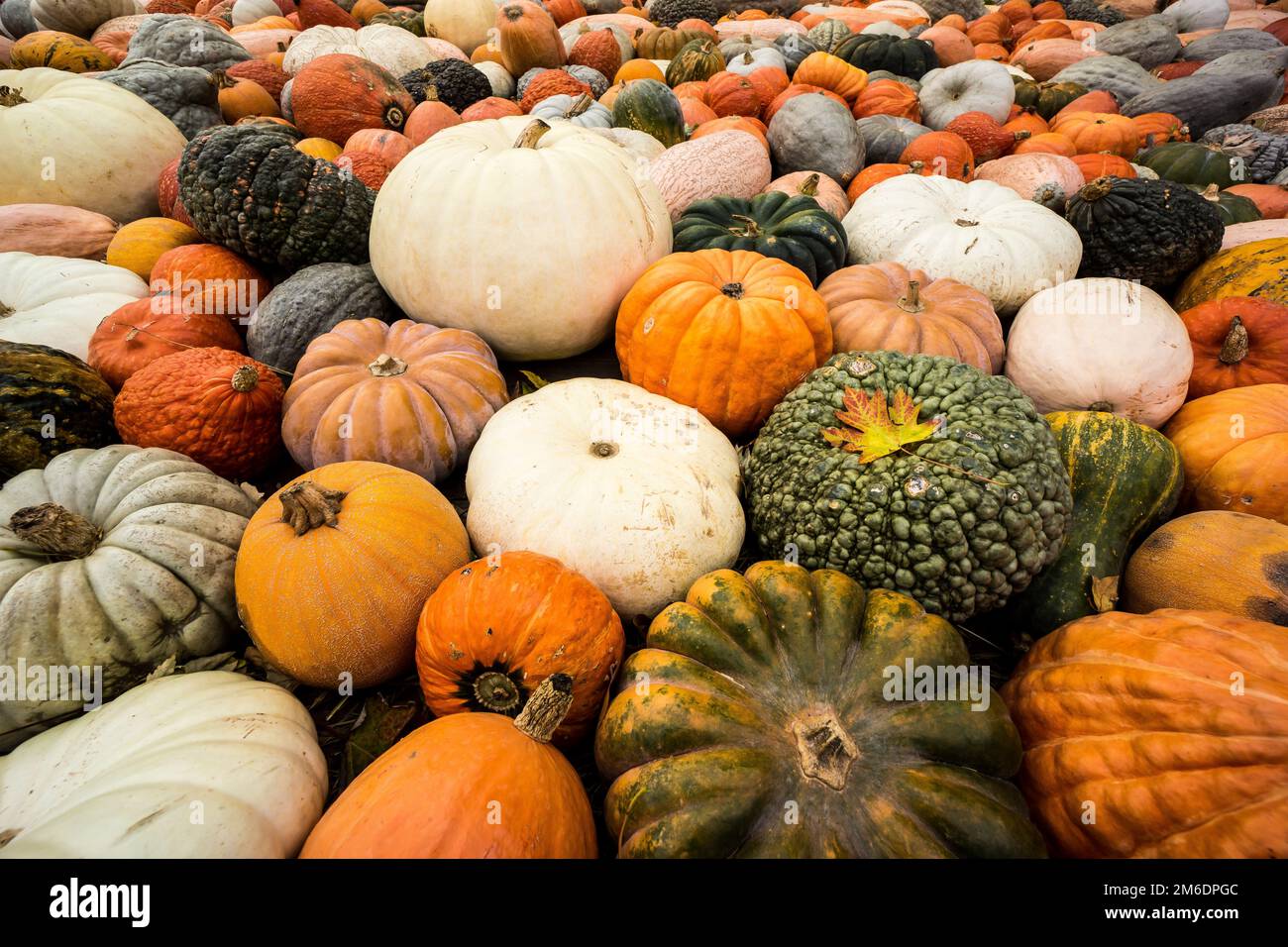 Halloween pumpkin assortment of pumpkins Stock Photo - Alamy