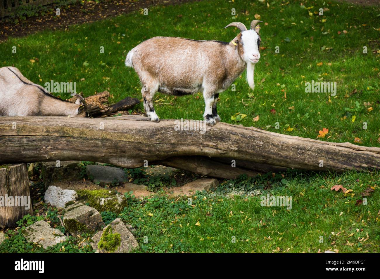 Farm animal goat balancing on tree Stock Photo - Alamy