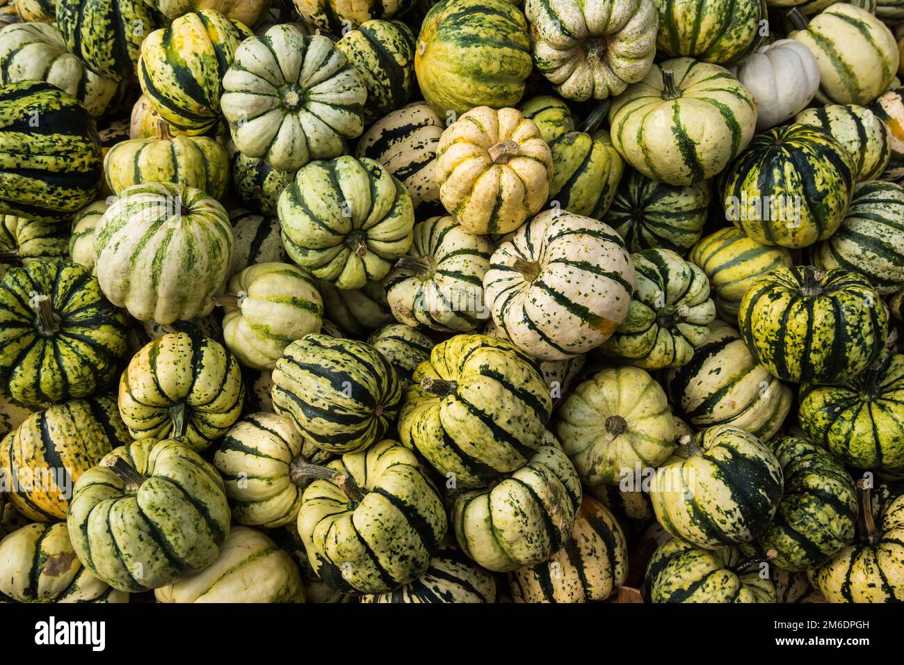 Striped pumpkin hi-res stock photography and images - Alamy