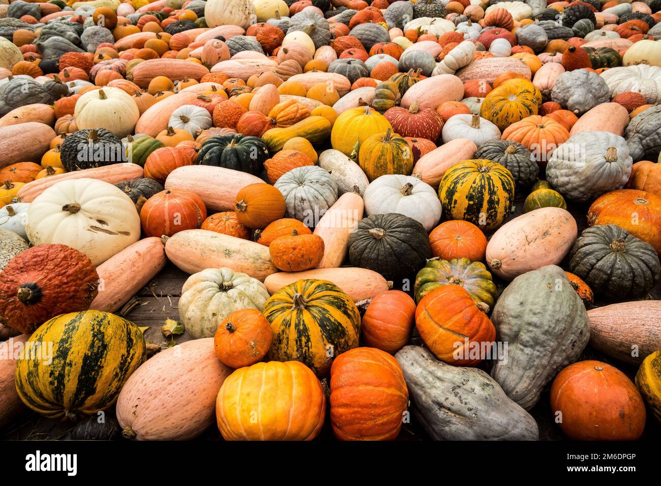 Halloween pumpkin show in germany Stock Photo - Alamy