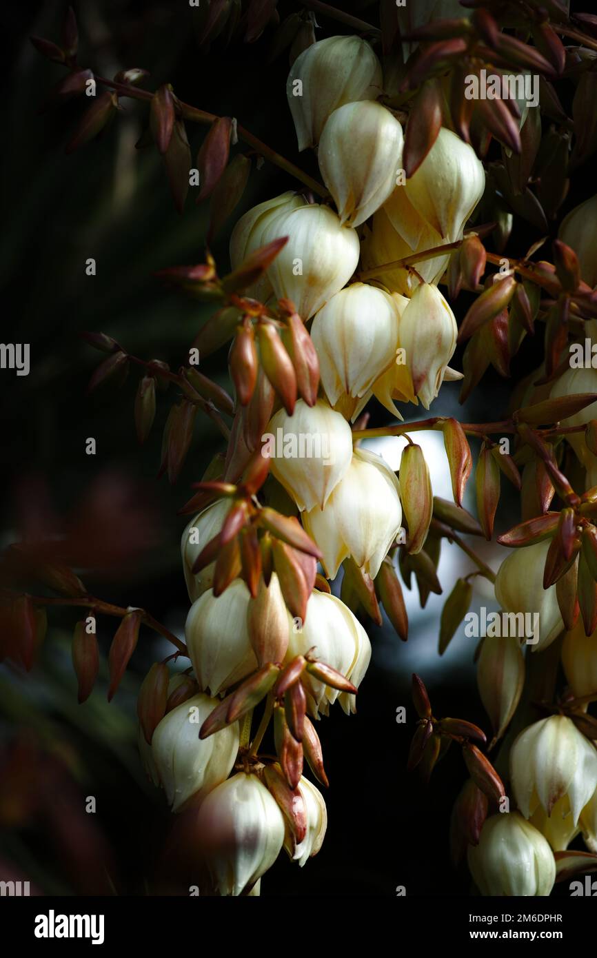 A vertical shot of cream-colored weeping yucca flowers on an isolated ...
