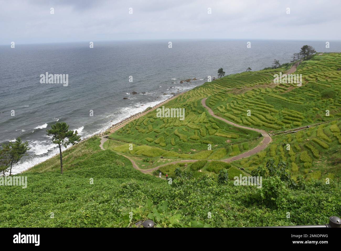 Shiroyone Senmaida Rice Terraces - a scenic hillside of rice paddies ...