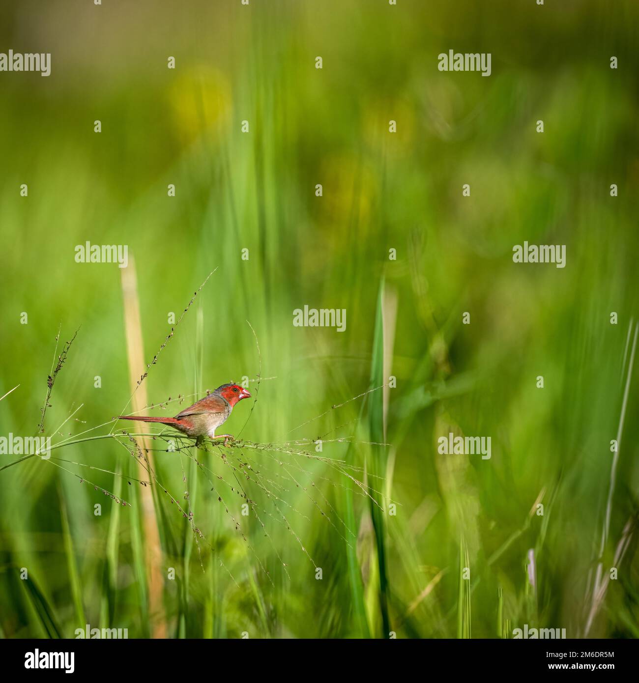 Single male Crimson finch perched and foraging on grass seed-heads on ...