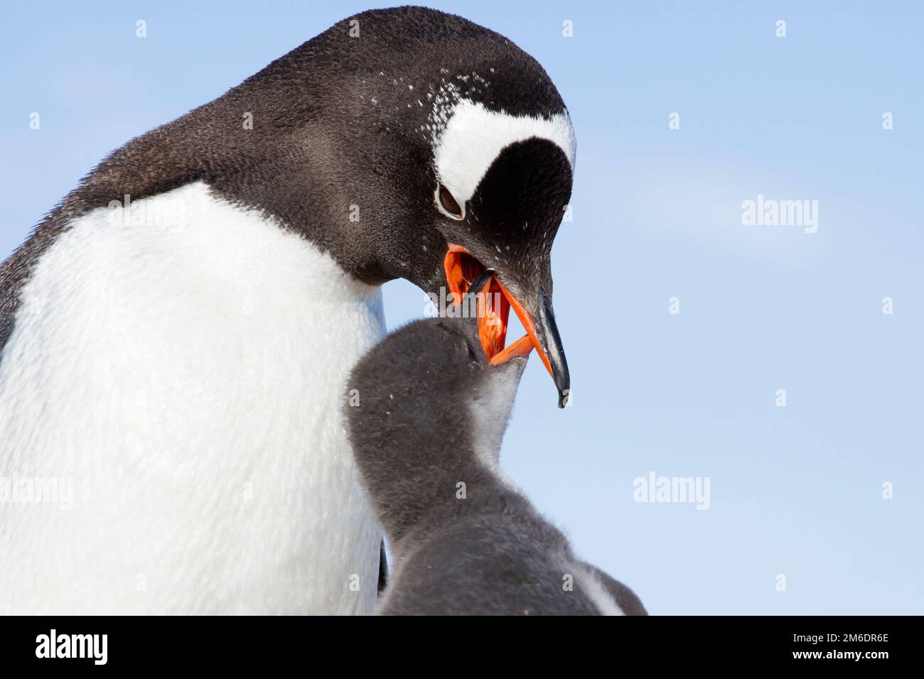 Female Gentoo Penguin that feeds a chick Stock Photo - Alamy