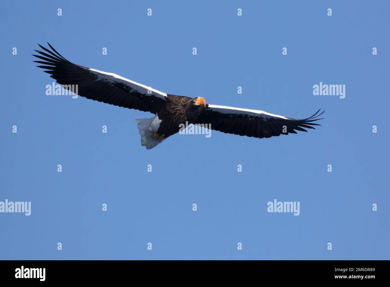 Flying adult eagle hi-res stock photography and images - Alamy