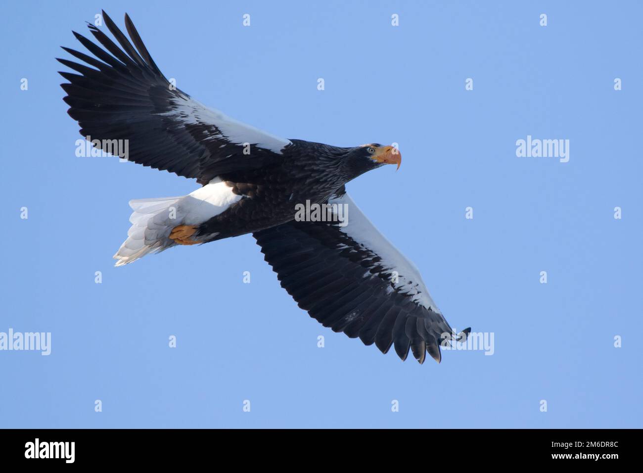Adult Steller's Sea Eagle flying against blue sky Stock Photo - Alamy