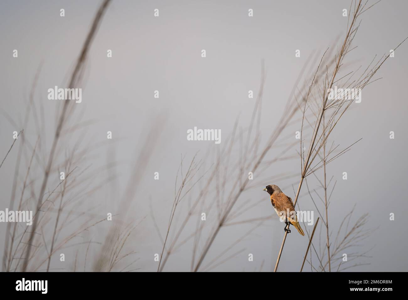 A single Chestnut-breasted Mannikin perched on a grass seed-head in an ...