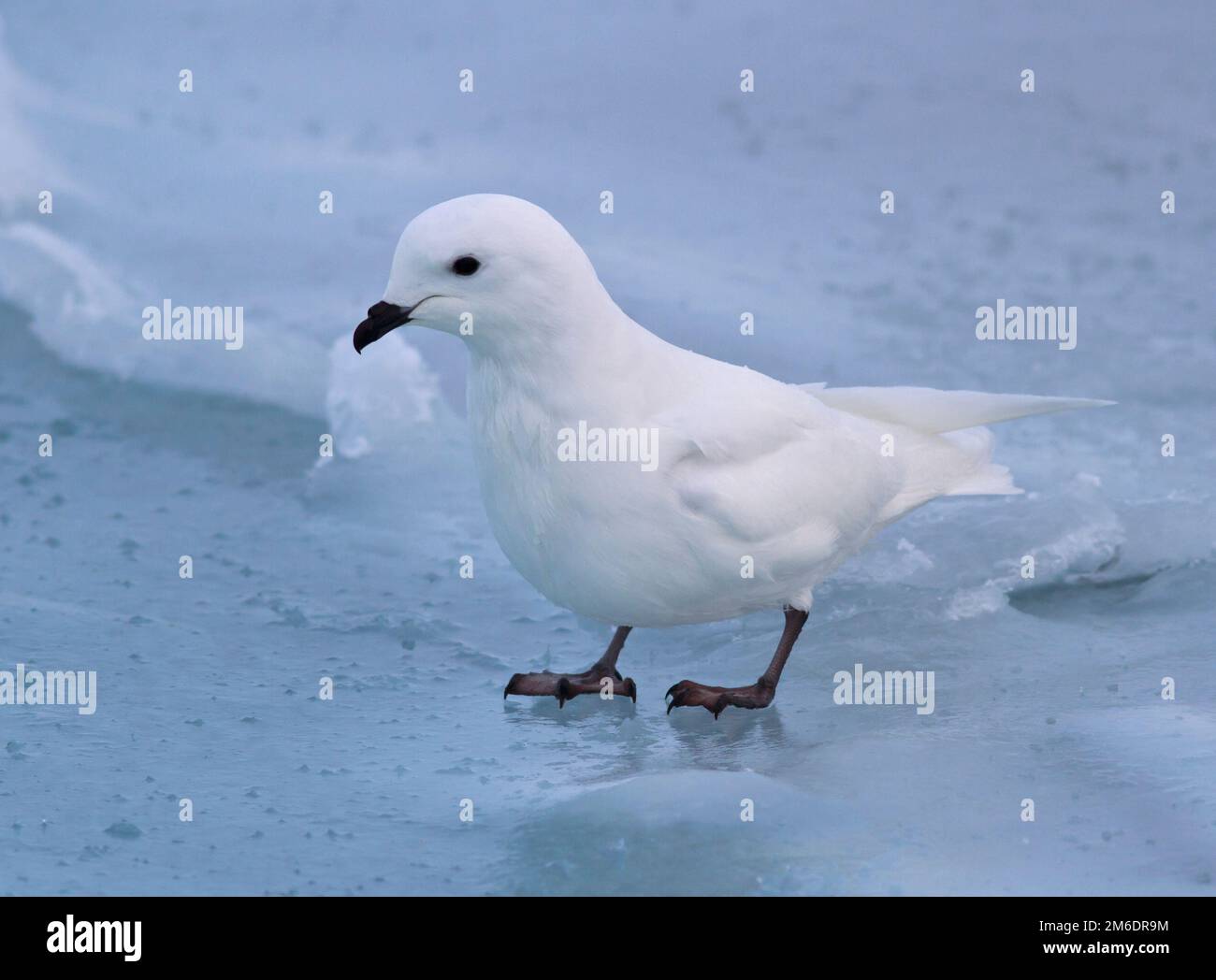 Antarctica snow petrel hi-res stock photography and images - Alamy