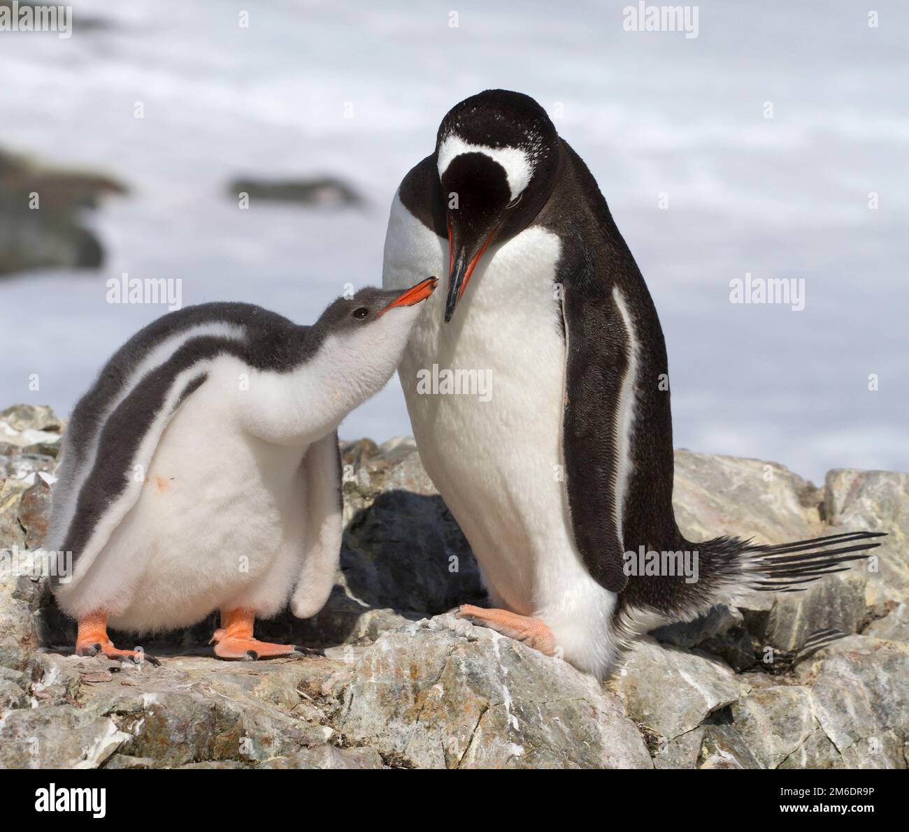 Feeding pole hi-res stock photography and images - Alamy