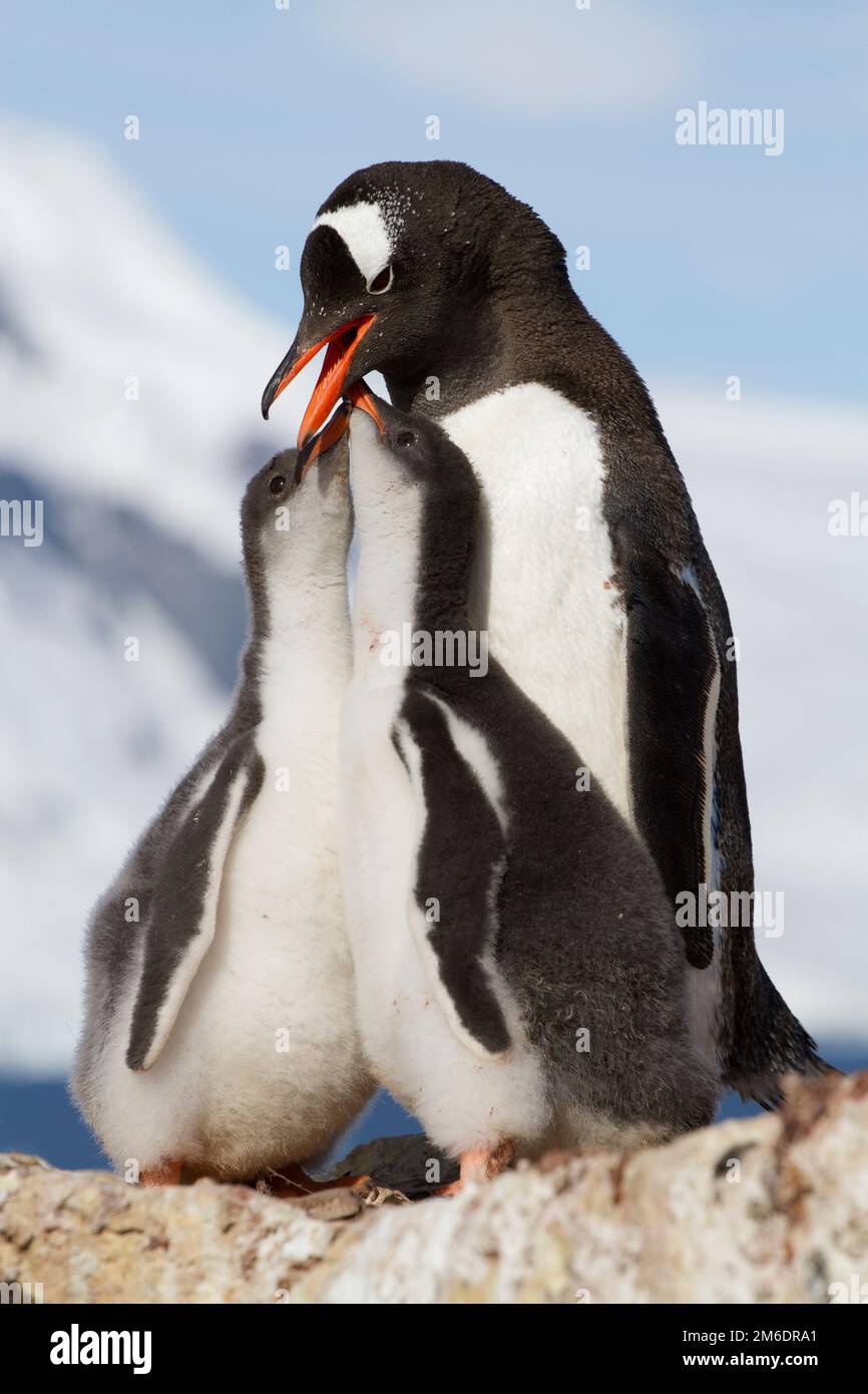 Female feeding animals hi-res stock photography and images - Alamy