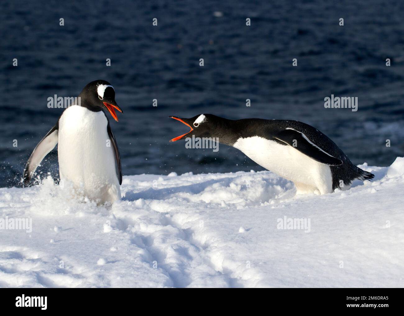 Two penguins Gentu fighting on a snowy slope Stock Photo - Alamy