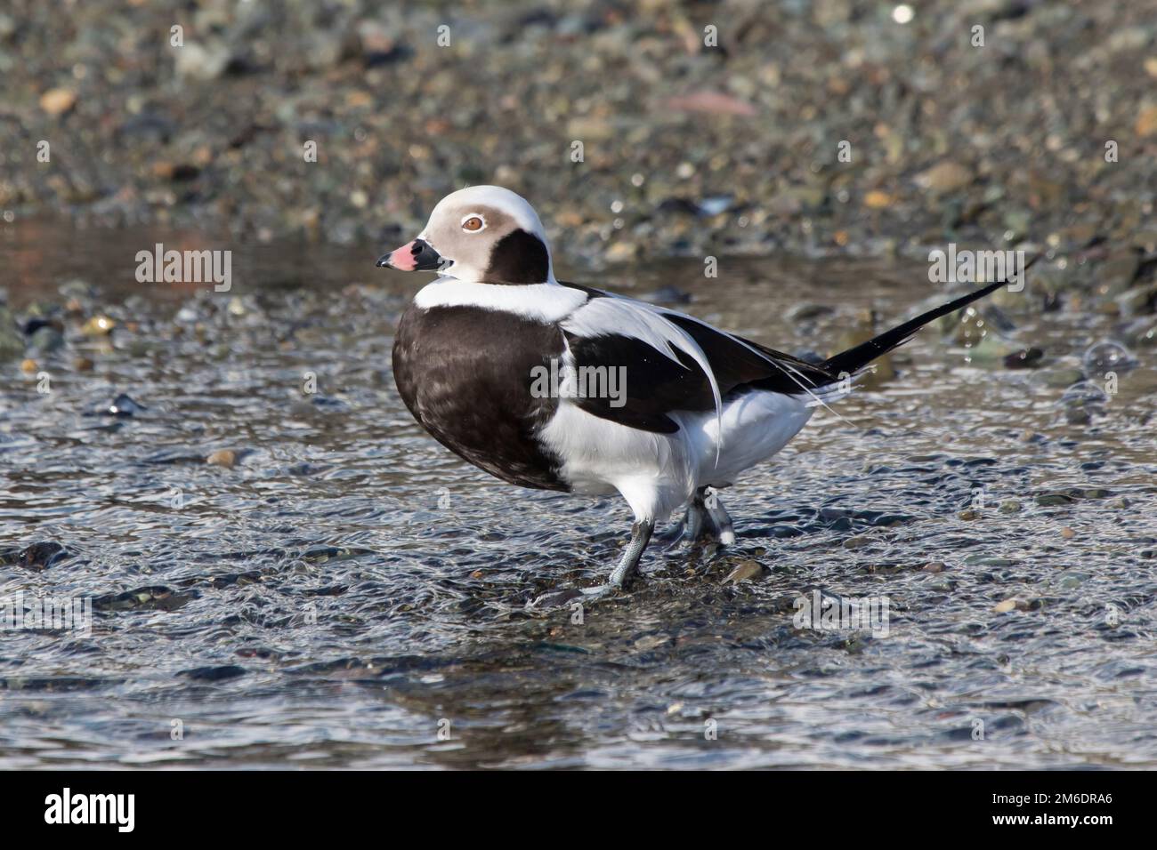Longtailed ducks hi-res stock photography and images - Alamy