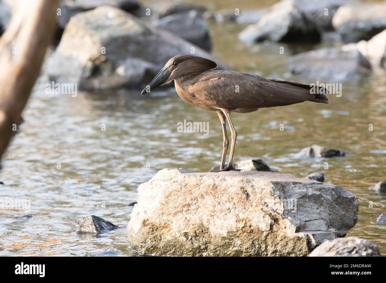 Hamerkop standing on stones by the lake Stock Photo - Alamy