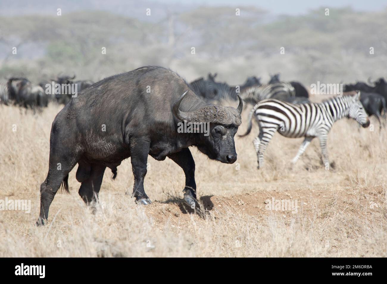 Adult male African buffalo walking on the savannah Stock Photo - Alamy
