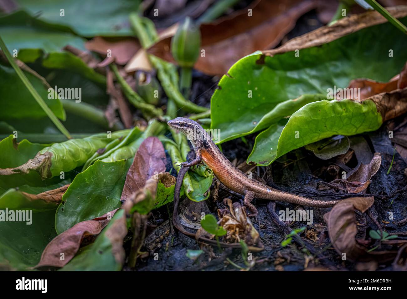 Hunting for prey, a black-fronted rainbow skink pauses momentarily on ...