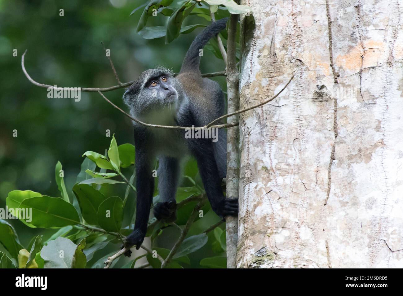 Blue monkey uganda hi-res stock photography and images - Alamy