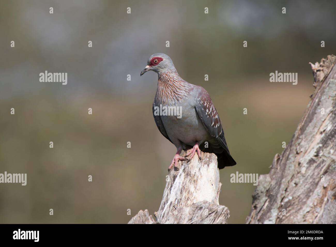 Speckled pigeon sitting on a dry branch by the lake Stock Photo - Alamy