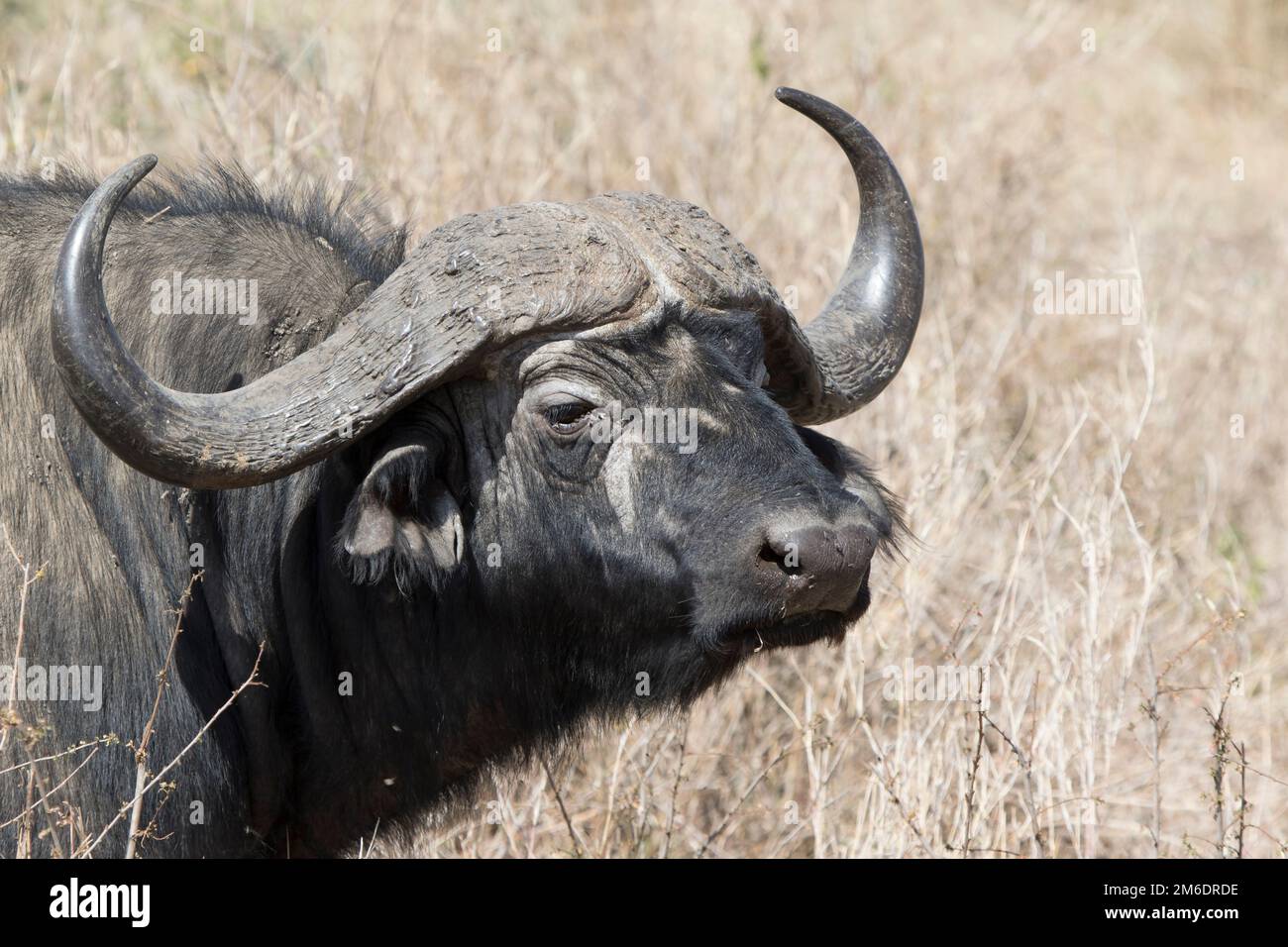 Male buffalo male african buffalo hi-res stock photography and images ...