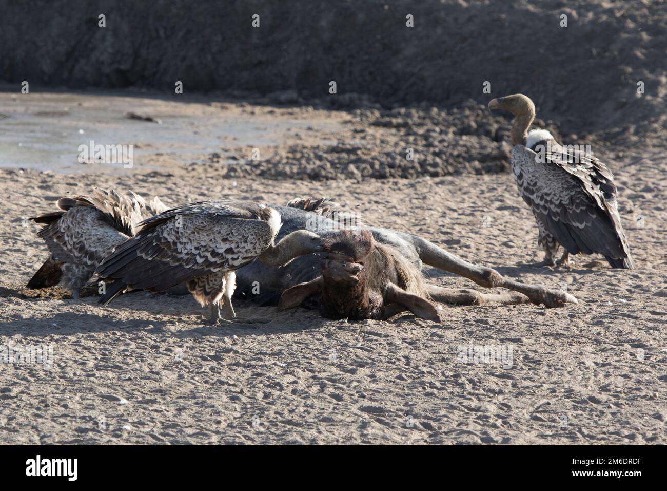 Ruppells Griffon Vulture eating dead wildebeest on the river bank Stock ...