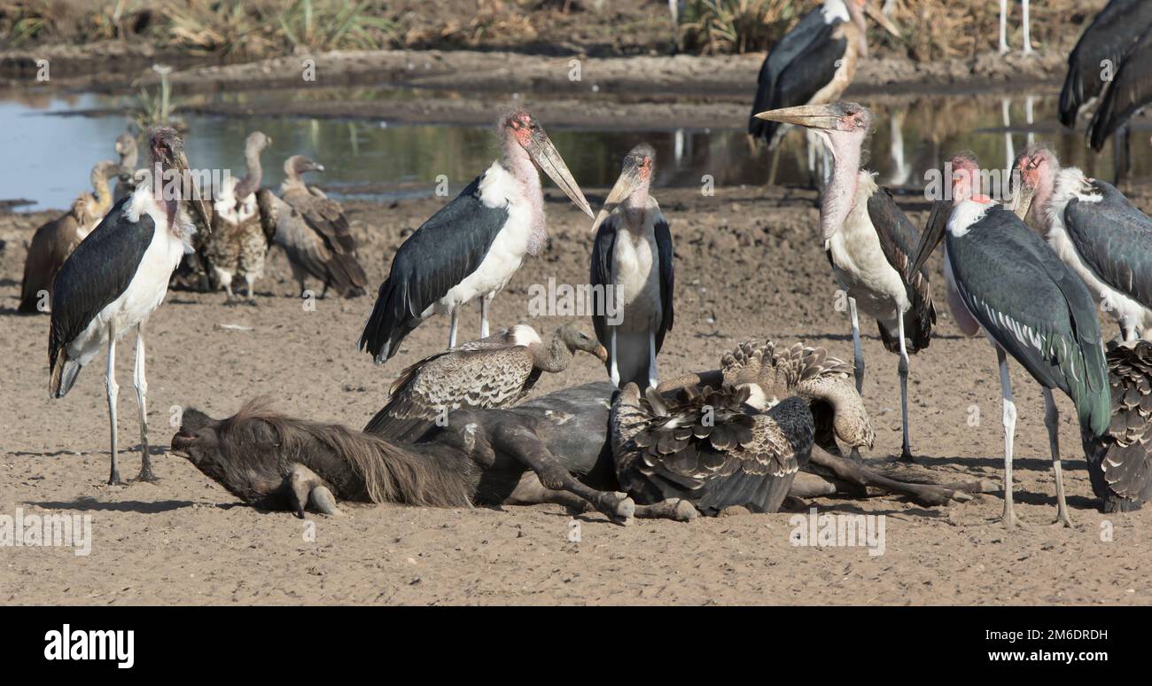 Marabou stork and Ruppells Griffon Vulture near the dead wildebeest on ...