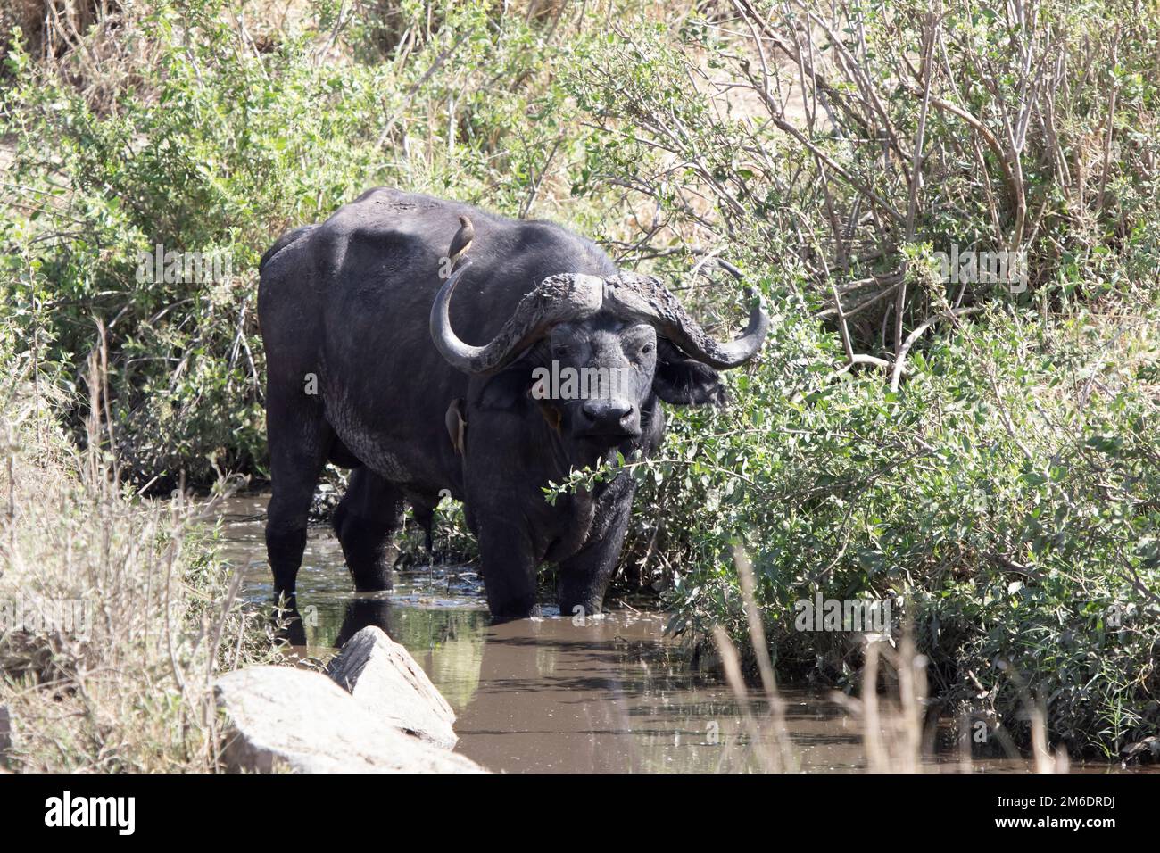 Adult male African buffalo who stands in a small river in the savannah ...