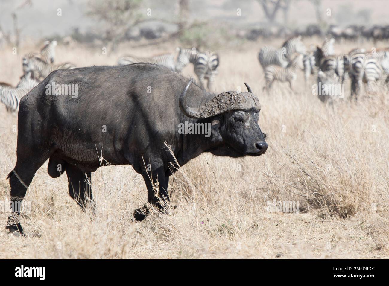 Cape buffalo on savannah hi-res stock photography and images - Alamy