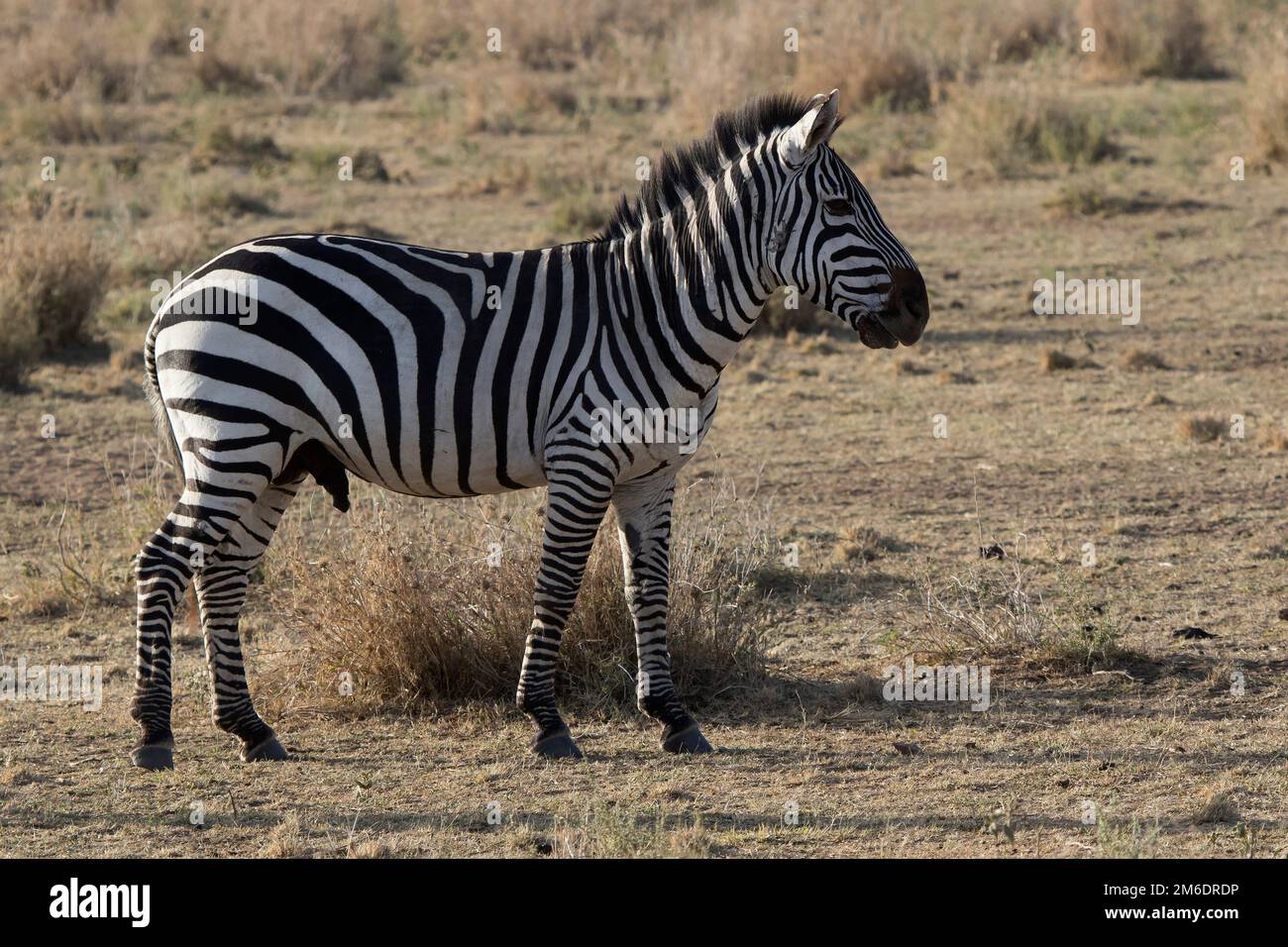 Male plains zebras standing in the savannah Stock Photo - Alamy
