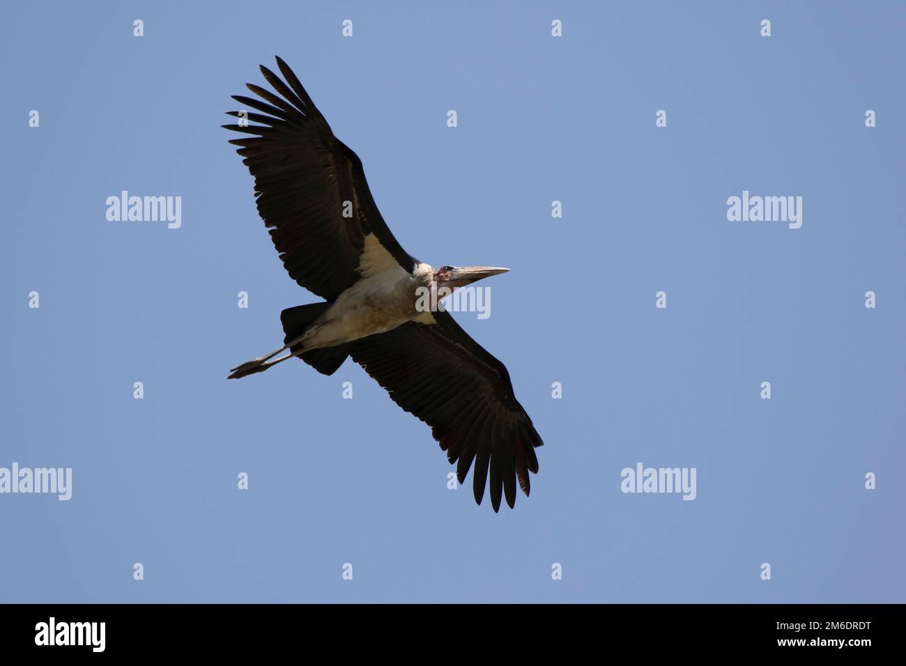 Marabou stork bird uganda africa hi-res stock photography and images ...