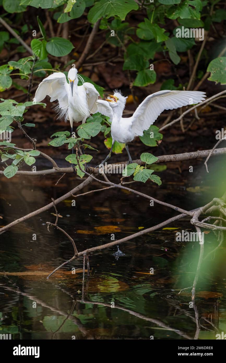 Adult Little Egret loading fresh fish into the wide gaping bill of a ...
